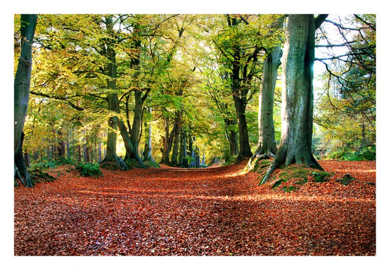 Harlestone Firs | Paul Crotty Photography